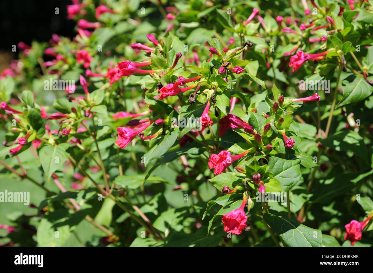 Clock flower hi-res stock photography and images - Alamy
