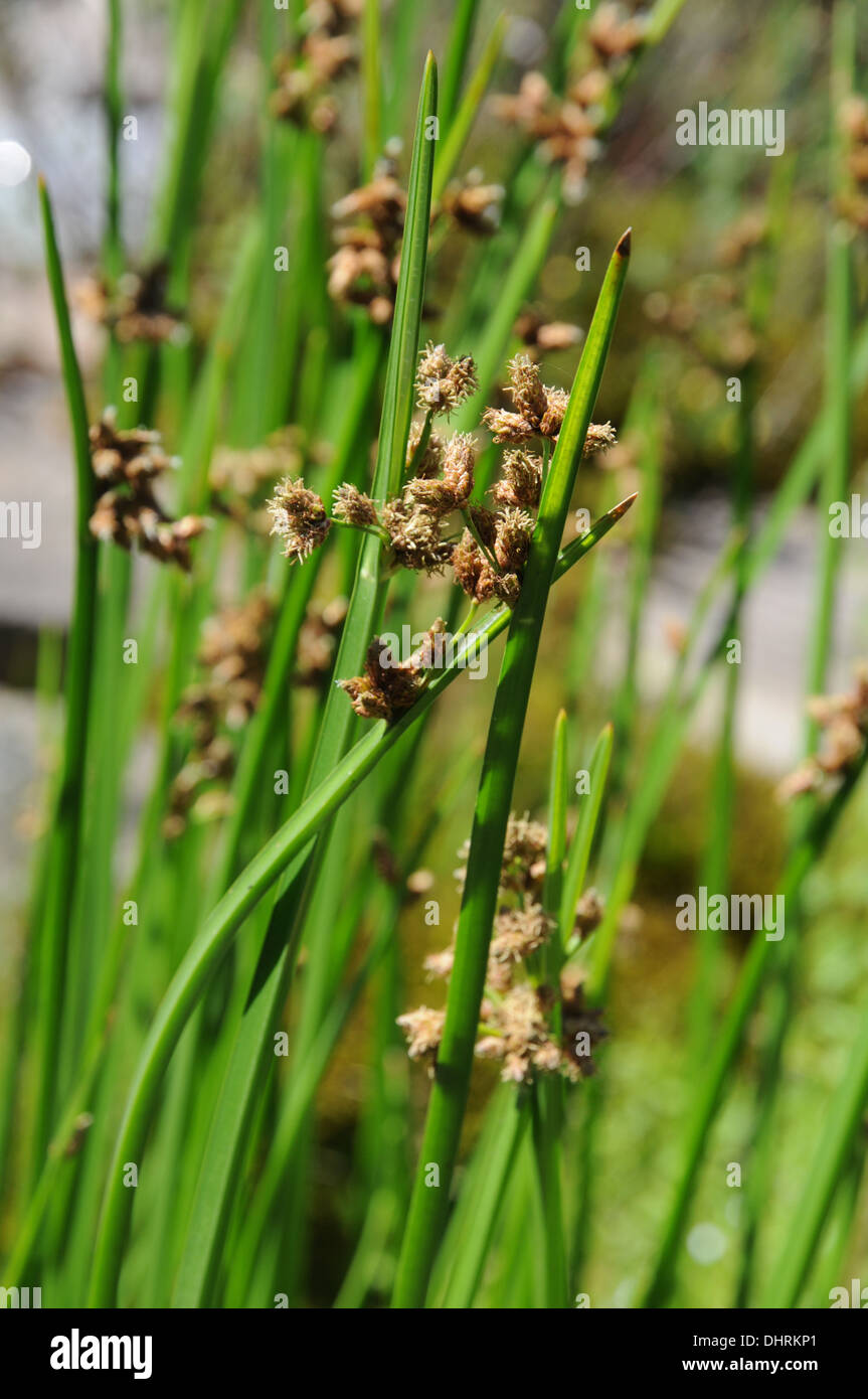 Rush swamp hi-res stock photography and images - Alamy