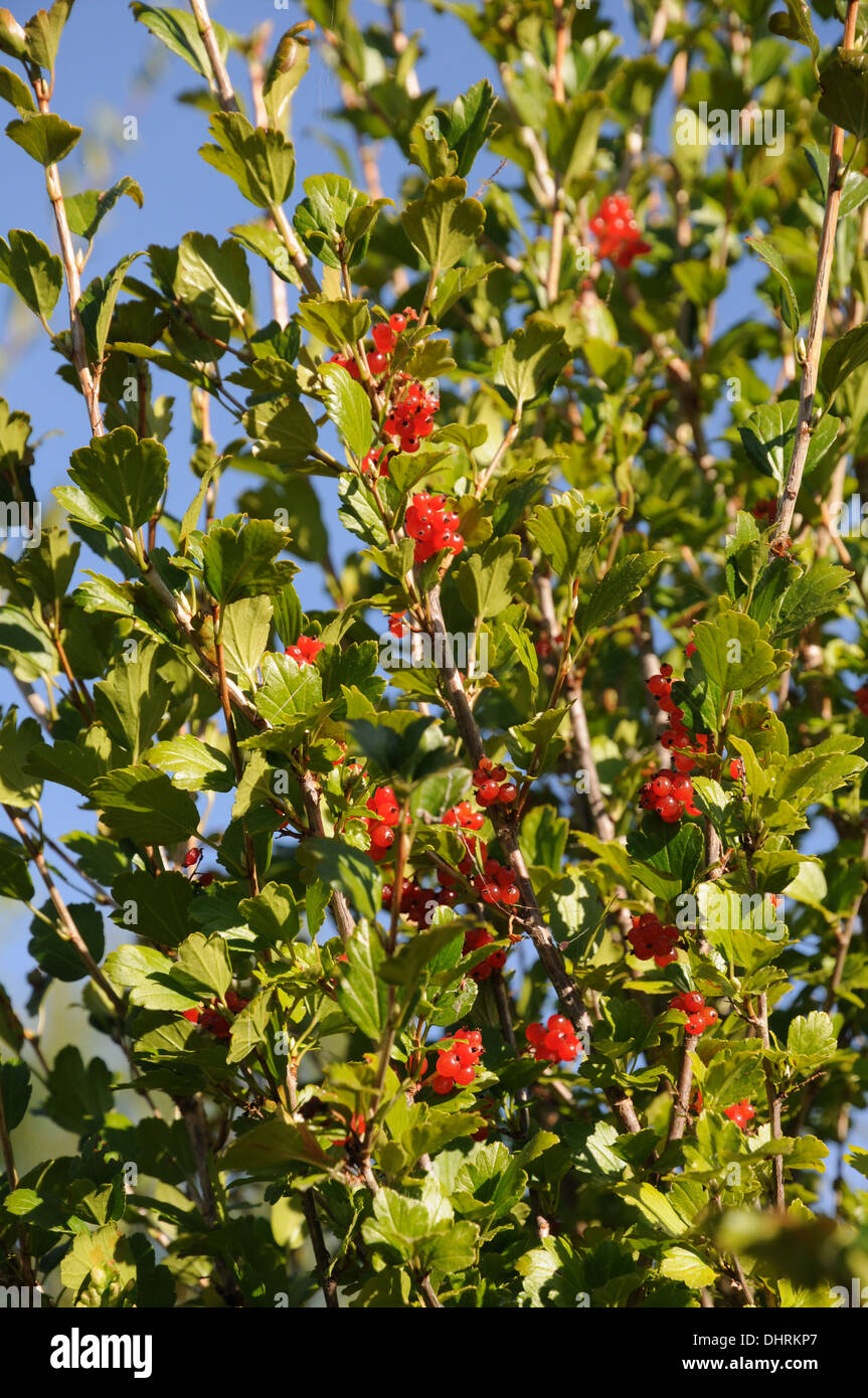 Alpine Currant High Resolution Stock Photography and Images - Alamy