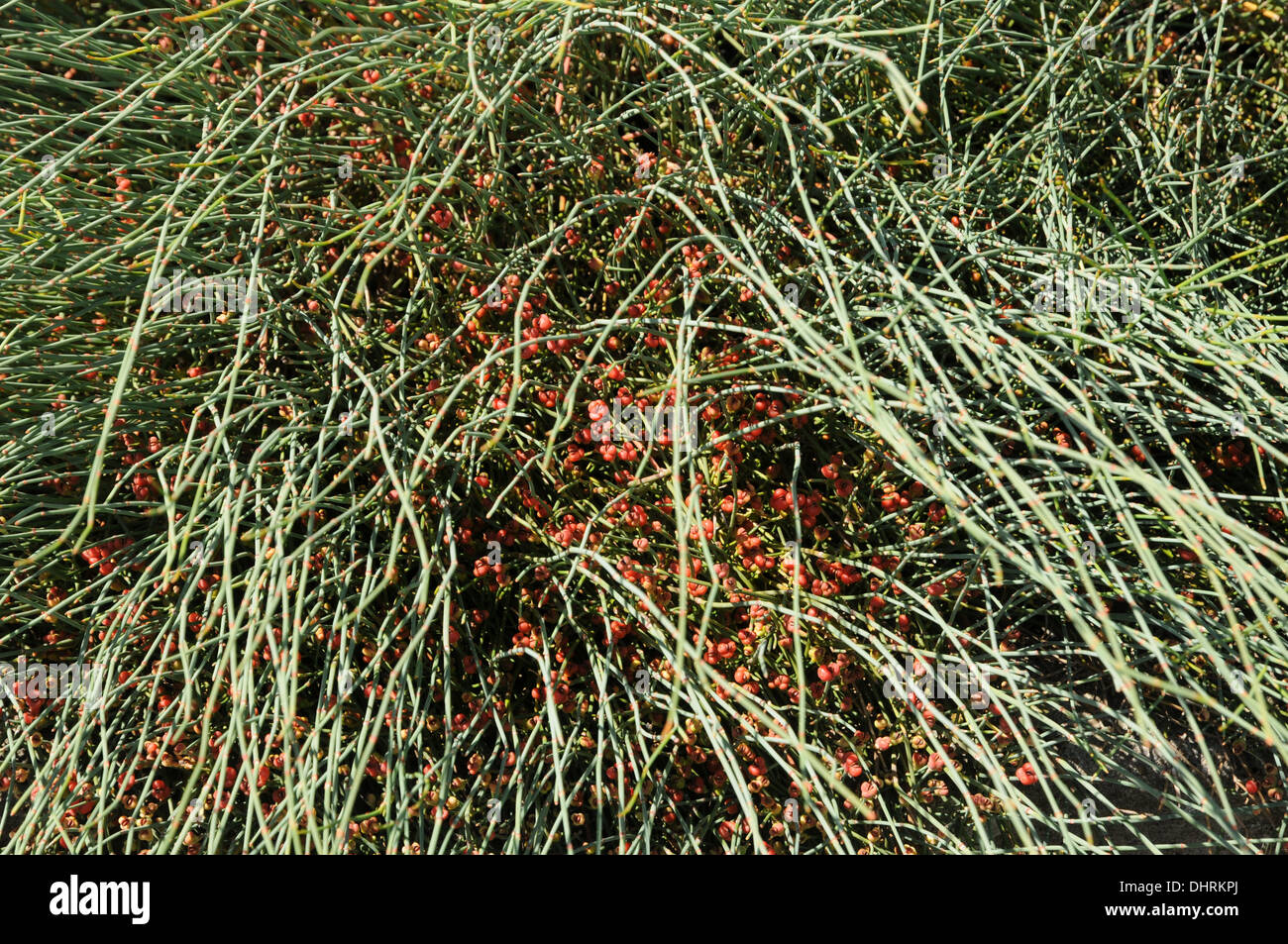 Ephedra hi-res stock photography and images - Alamy