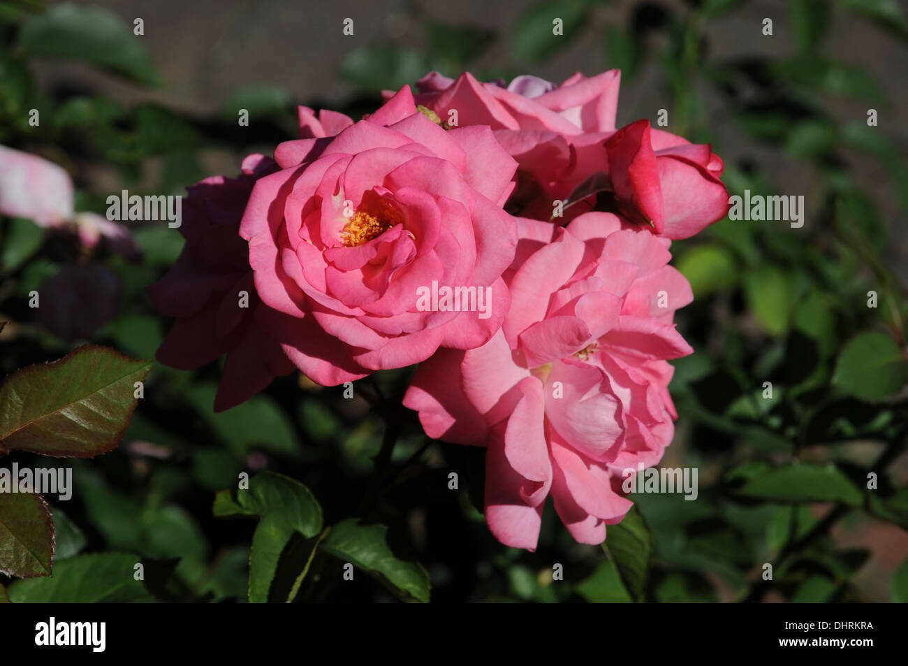 Eliza rose hi-res stock photography and images - Alamy