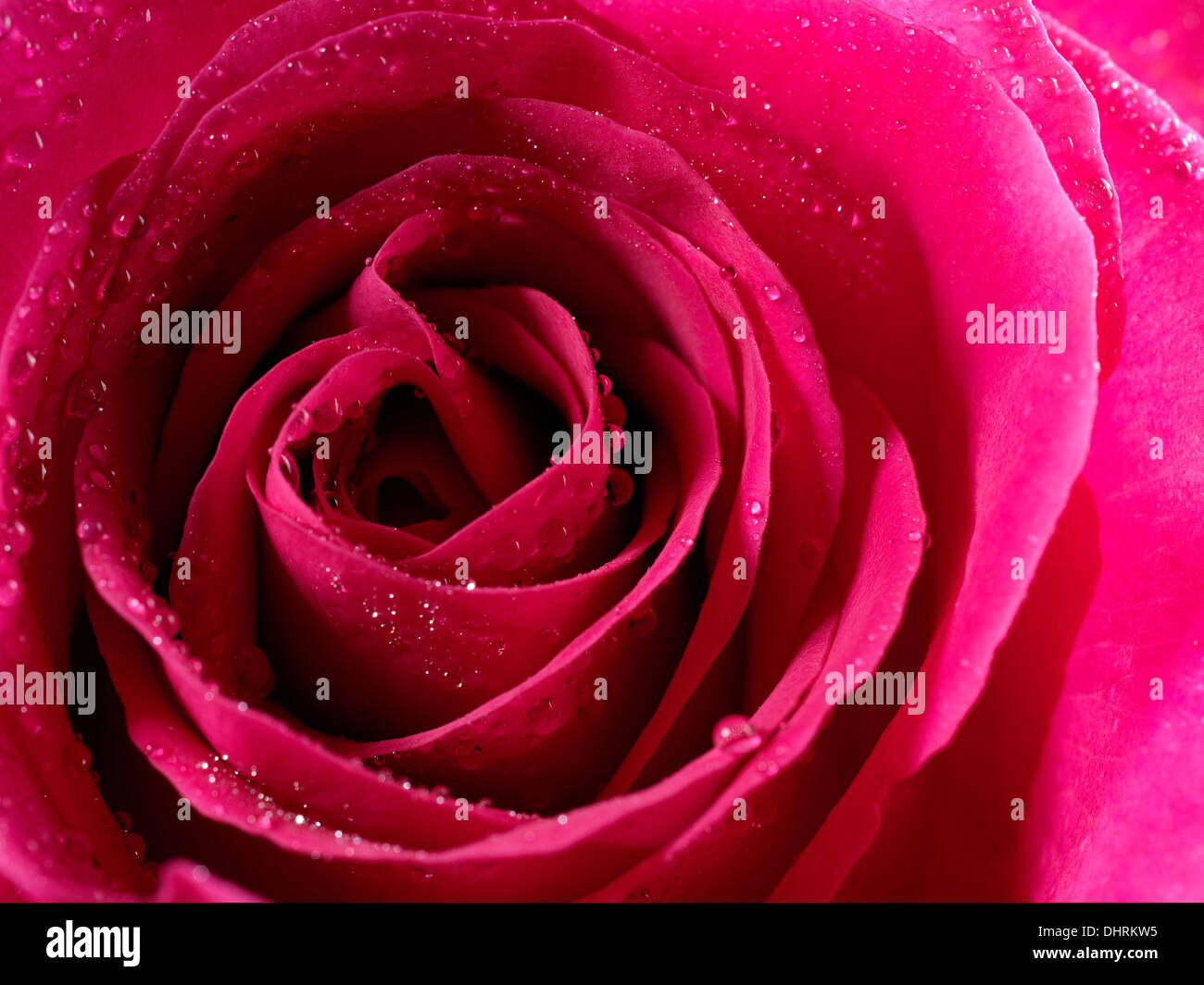 Pink rose dew hi-res stock photography and images - Alamy