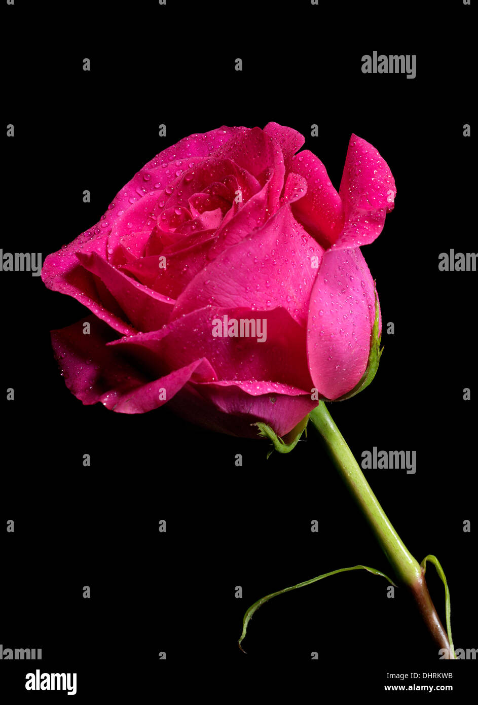 Bright pink open rose, covered in water droplets on a black background ...