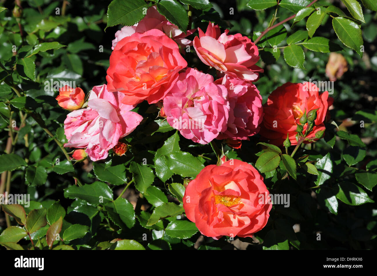 Hybrid t rose hi-res stock photography and images - Alamy
