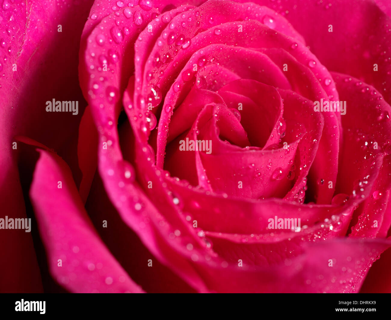 Pink rose dew hi-res stock photography and images - Alamy