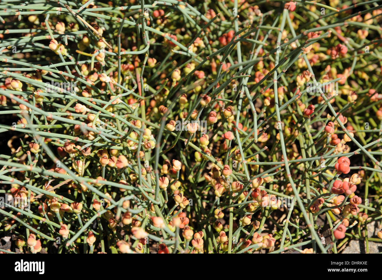 Ephedra hi-res stock photography and images - Alamy