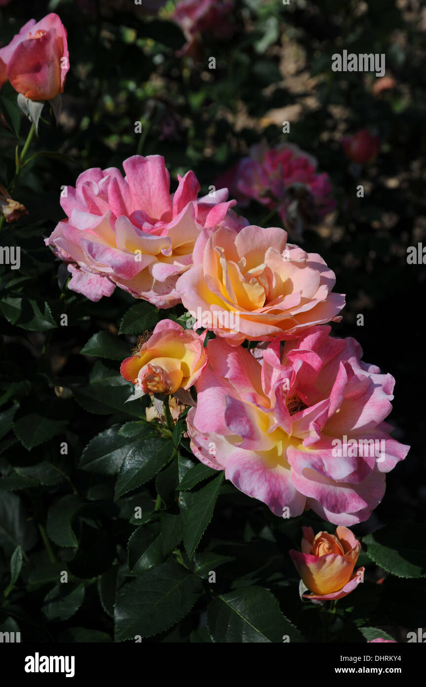 Hybrid rosen hi-res stock photography and images - Alamy