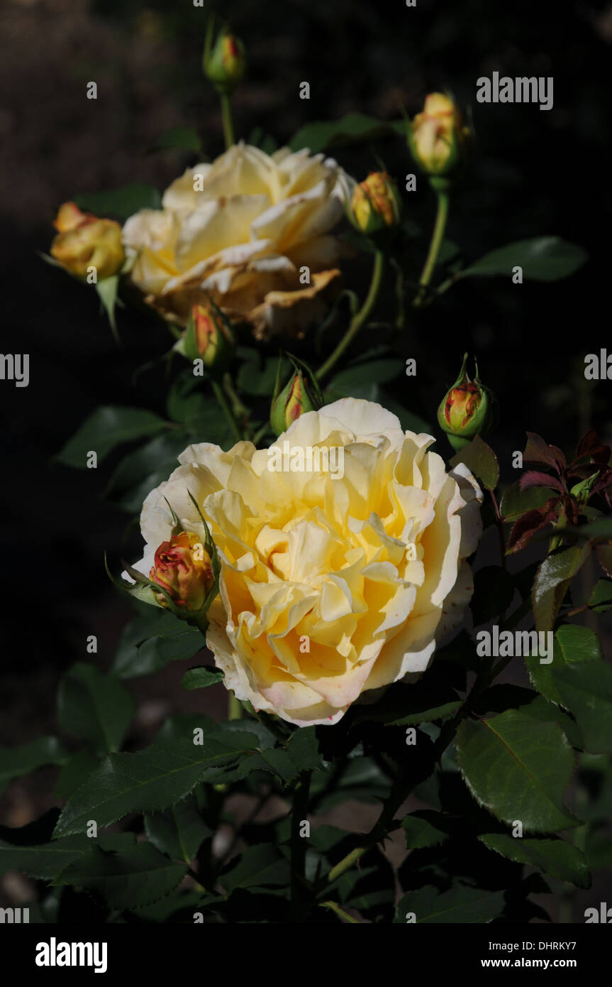 Hybrid t rose hi-res stock photography and images - Alamy