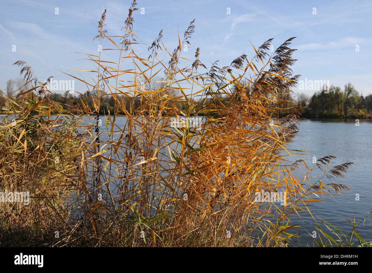 Indian flower reed hi-res stock photography and images - Alamy