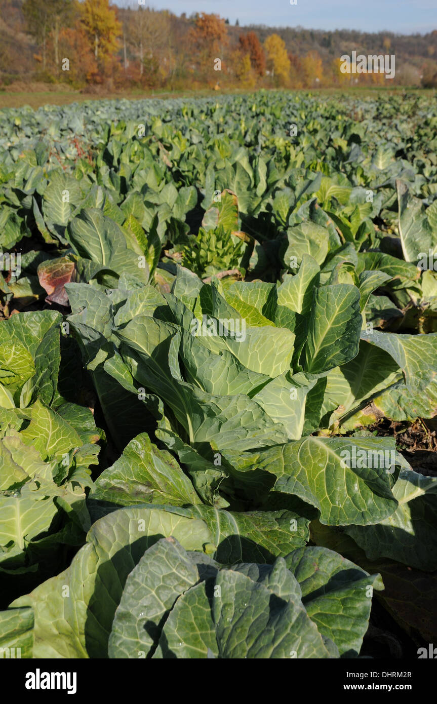 Buntes gemuse hi-res stock photography and images - Alamy