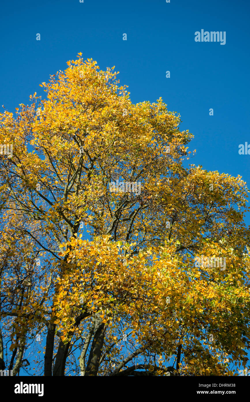 Tulip Tree: Liriodendron tulipifera, leaves in autumn against bright ...