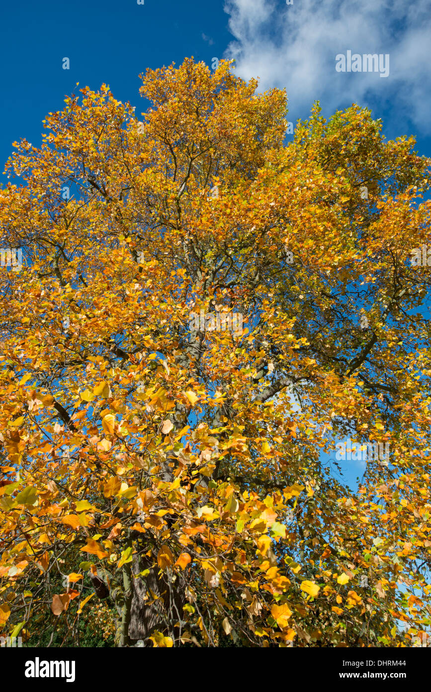 Tulip Tree: Liriodendron tulipifera, leaves in autumn against bright ...