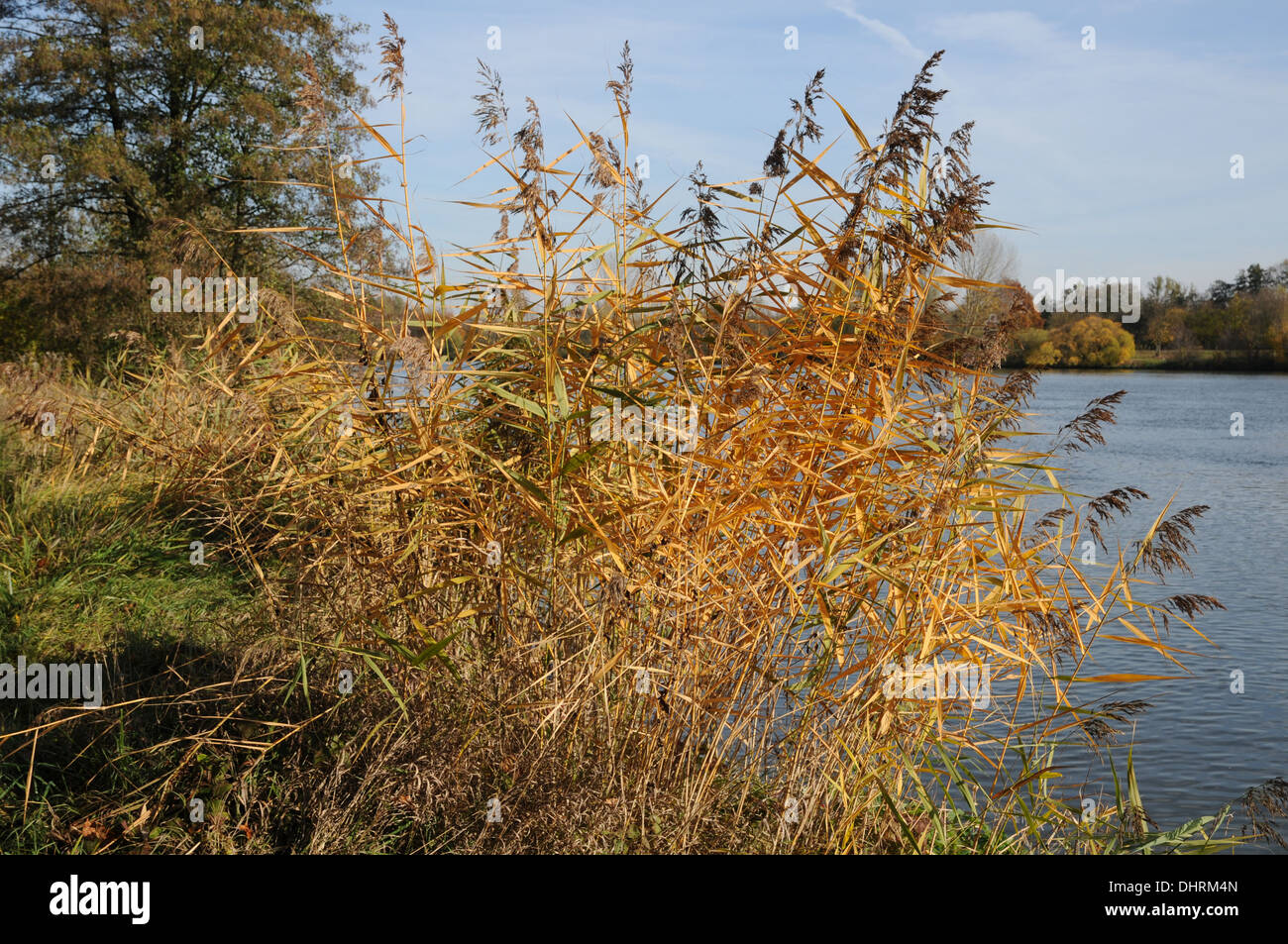Indian flower reed hi-res stock photography and images - Alamy