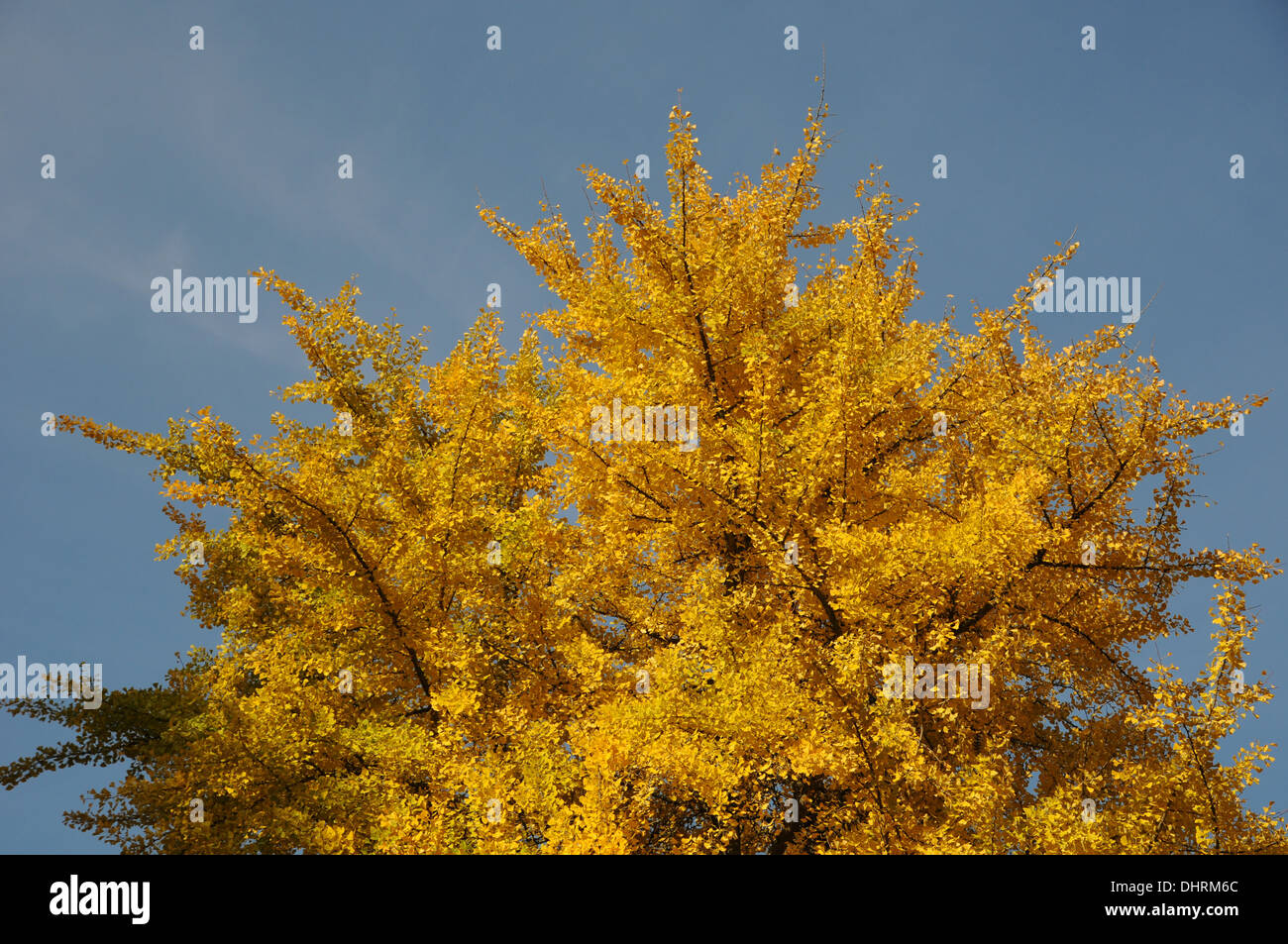 Ginkgo biloba baum bäume hi-res stock photography and images - Alamy
