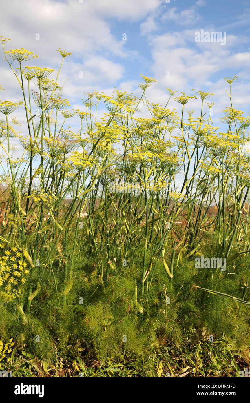 Fenchel herbst knolle pflanze hi-res stock photography and images - Alamy