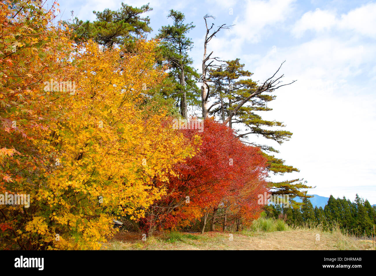 Fall maple tree hill hi-res stock photography and images - Alamy