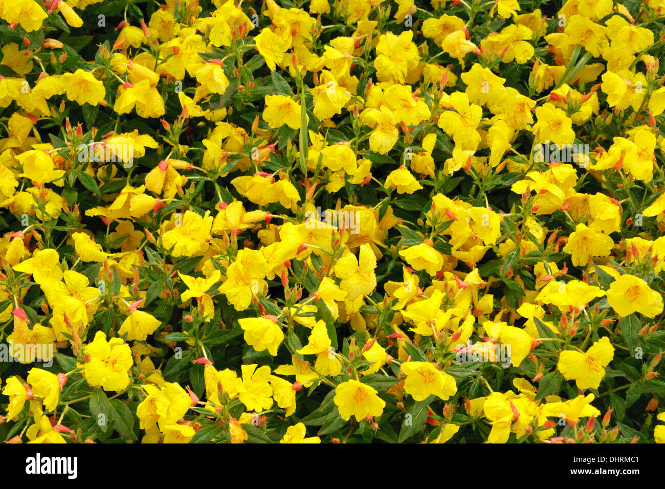 Beautiful surface from beautiful plant Stock Photo - Alamy