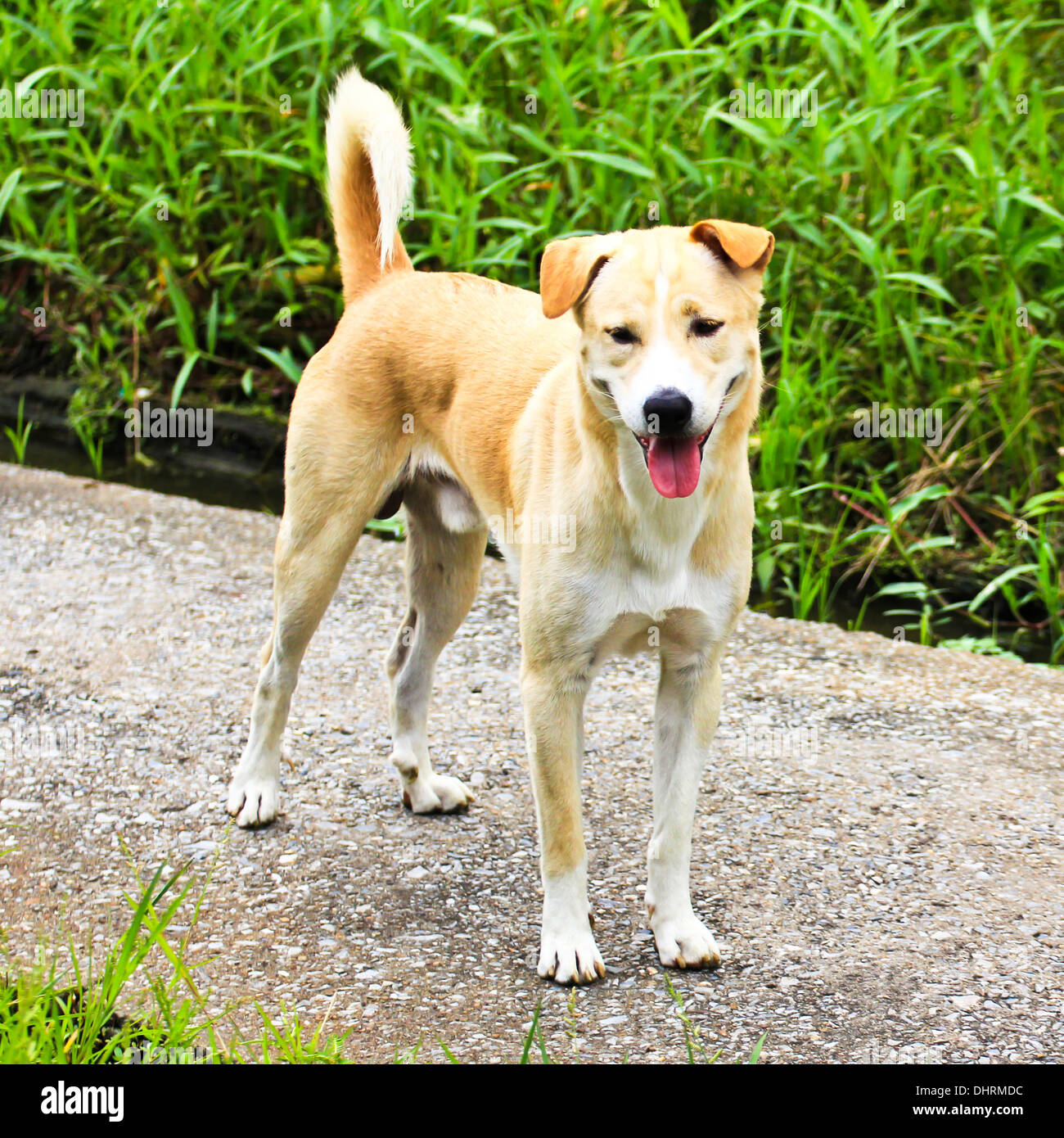 Thai dog in garden thailand hi-res stock photography and images - Alamy