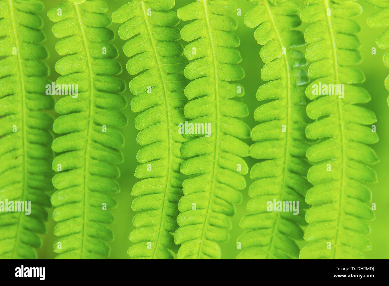 Green leaflets hi-res stock photography and images - Alamy