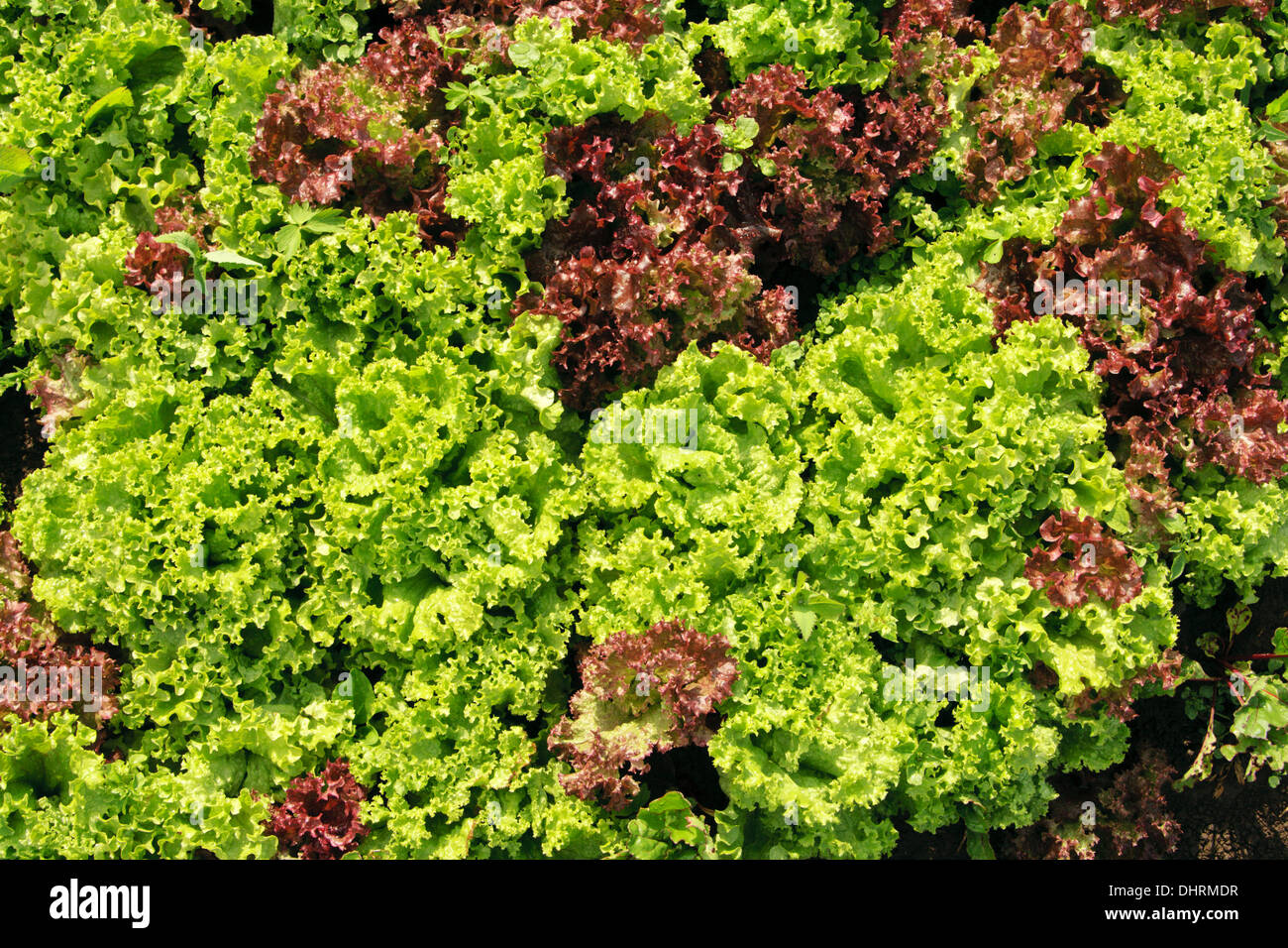 Beautiful surface from beautiful plant Stock Photo - Alamy