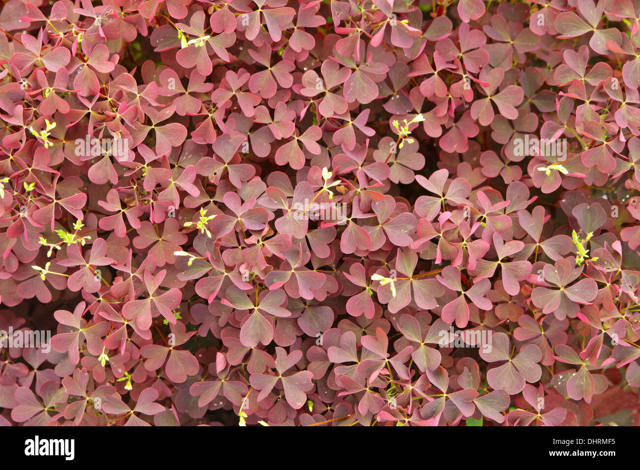 Beautiful surface from beautiful plant Stock Photo - Alamy