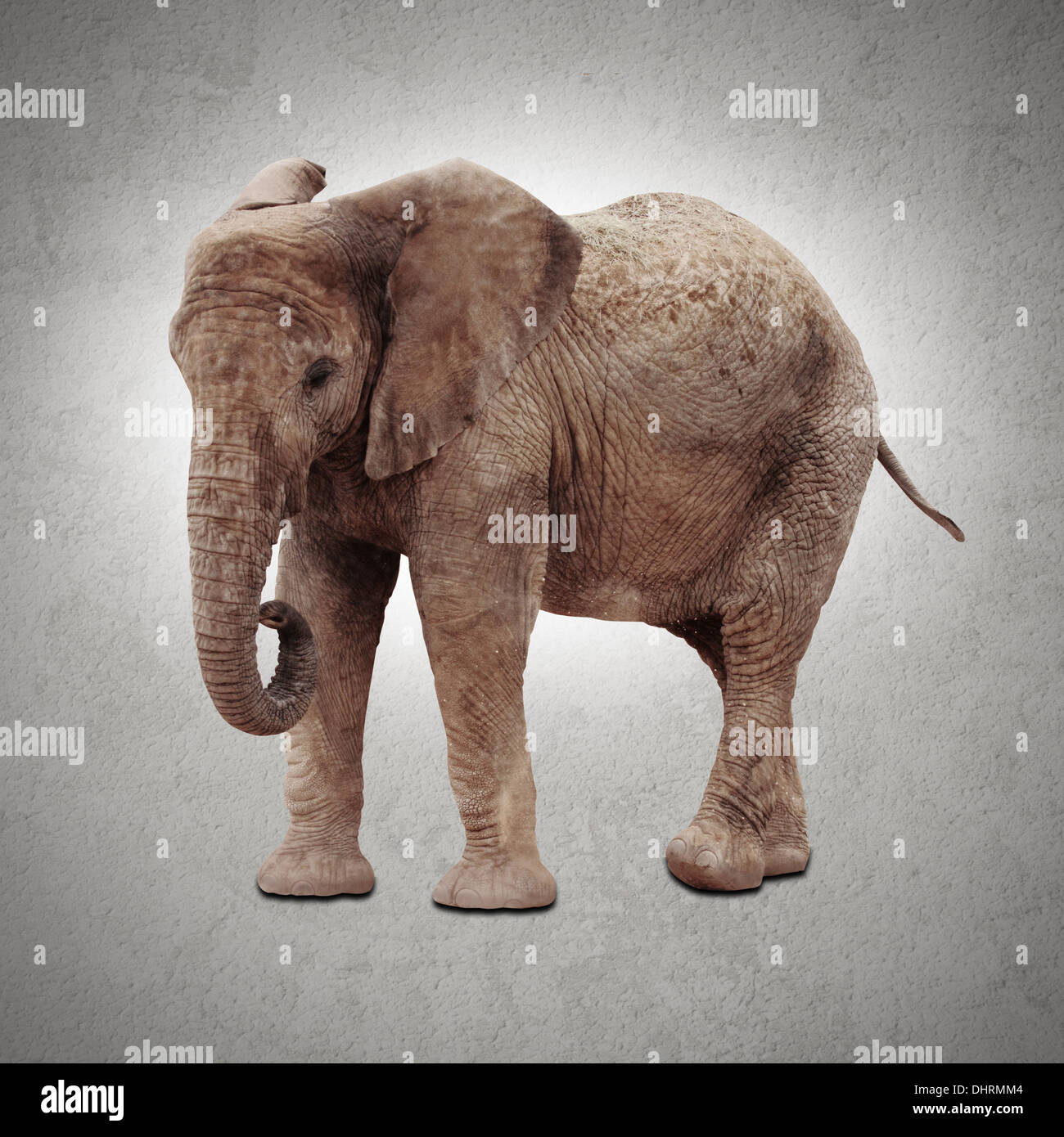 picture of a big african elephant Stock Photo - Alamy