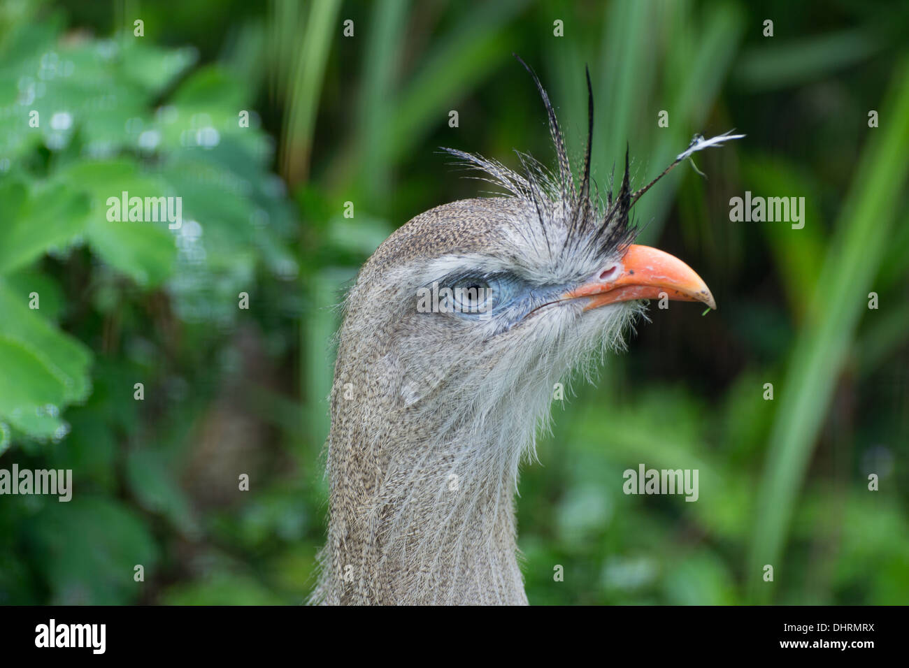 Blue eye bird hi-res stock photography and images - Alamy