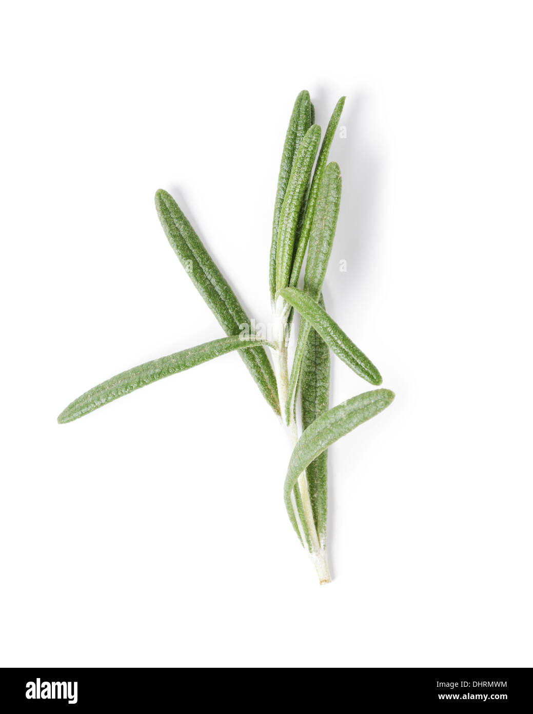 fresh rosemary branch, isolated on white background Stock Photo - Alamy