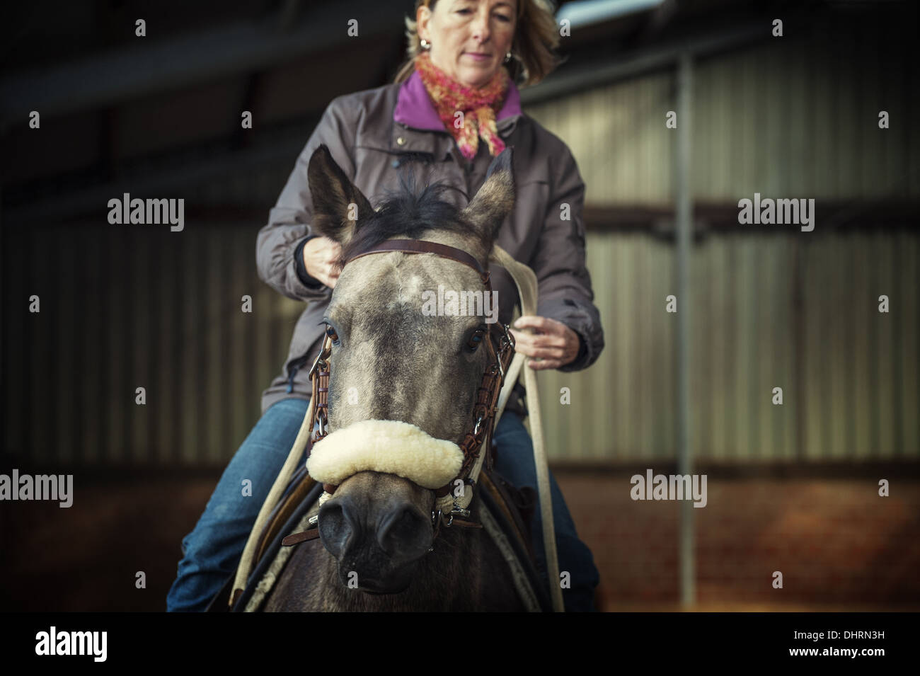 Horse front view hi-res stock photography and images - Alamy
