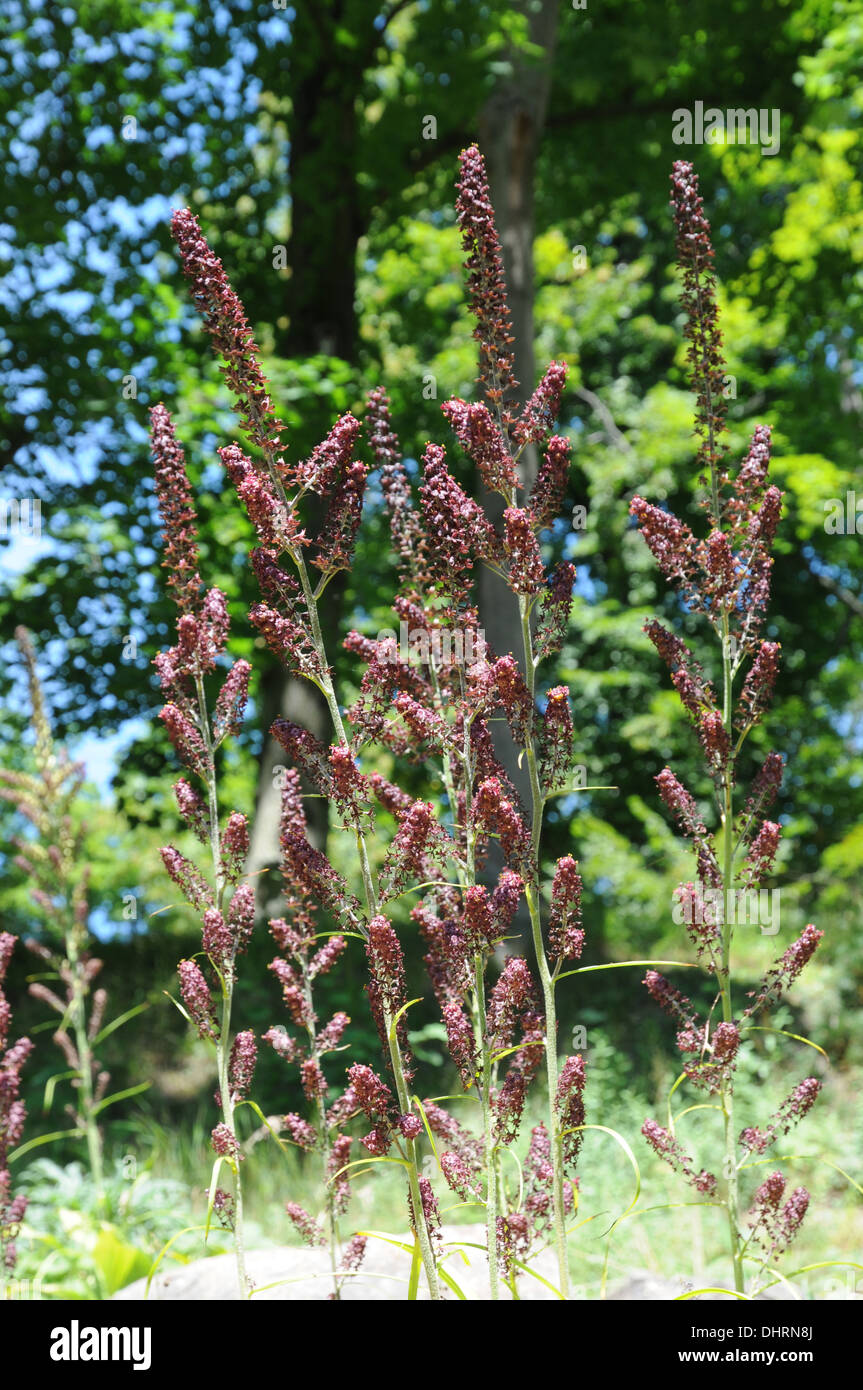 Black false hellebore veratrum nigrum hi-res stock photography and images - Alamy