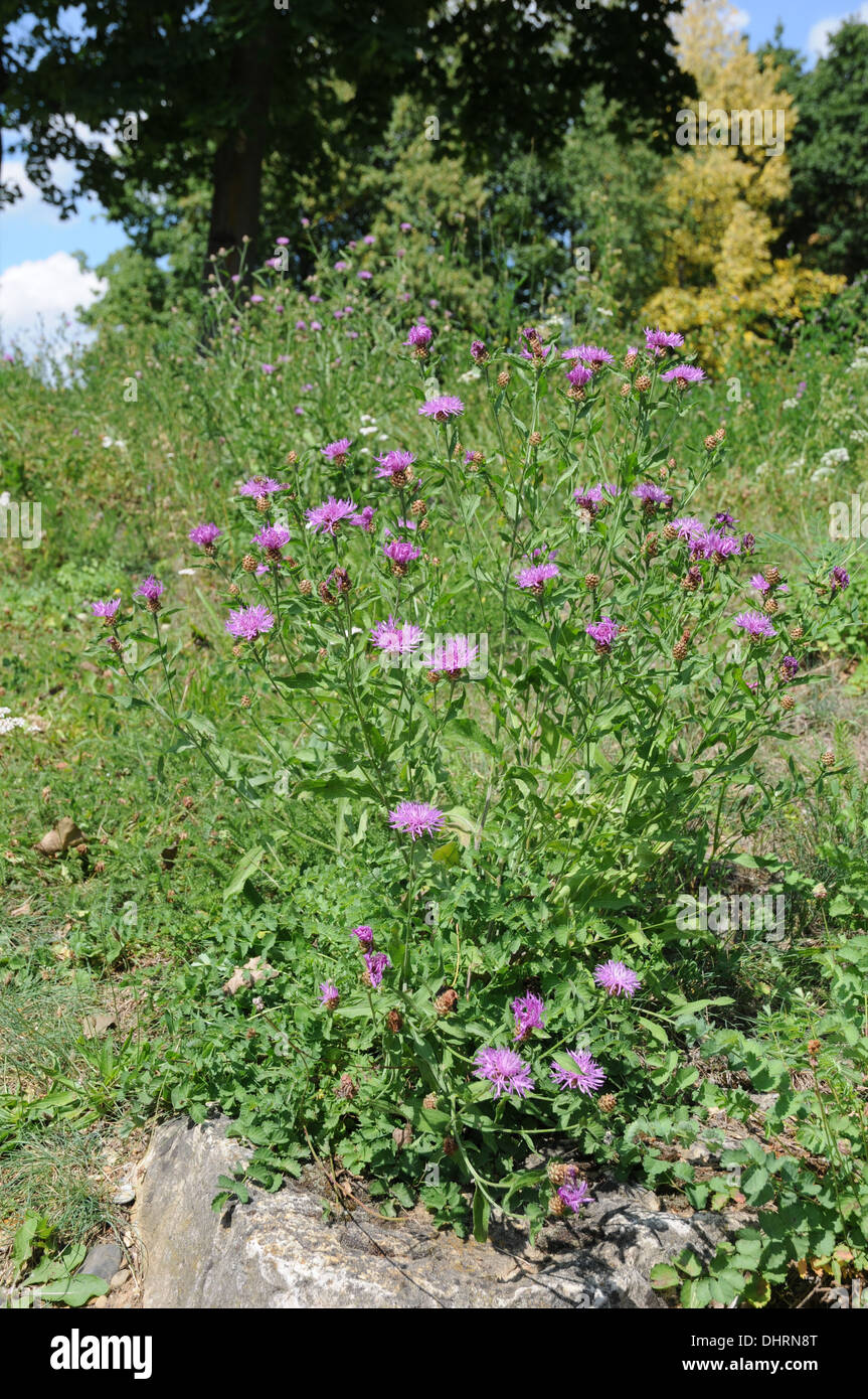Greater knapweeds centaurea scabiosa hi-res stock photography and ...