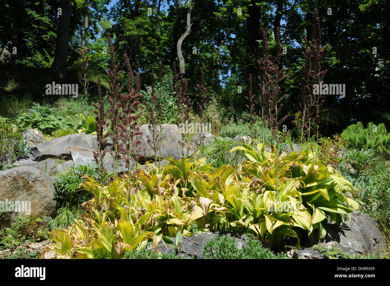 Black false hellebore veratrum nigrum hi-res stock photography and images - Alamy