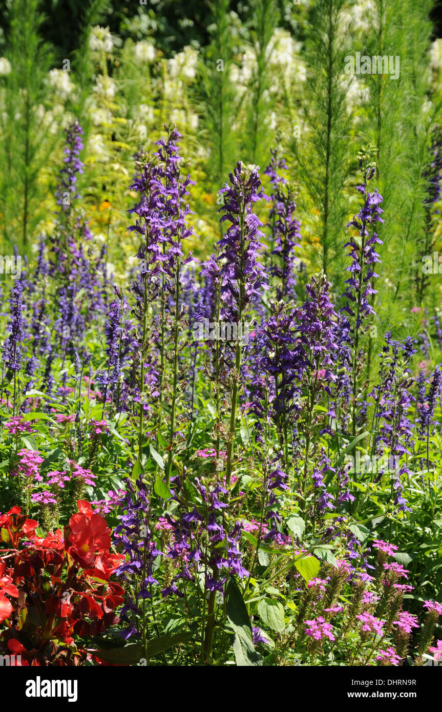 Lobelias hi-res stock photography and images - Alamy