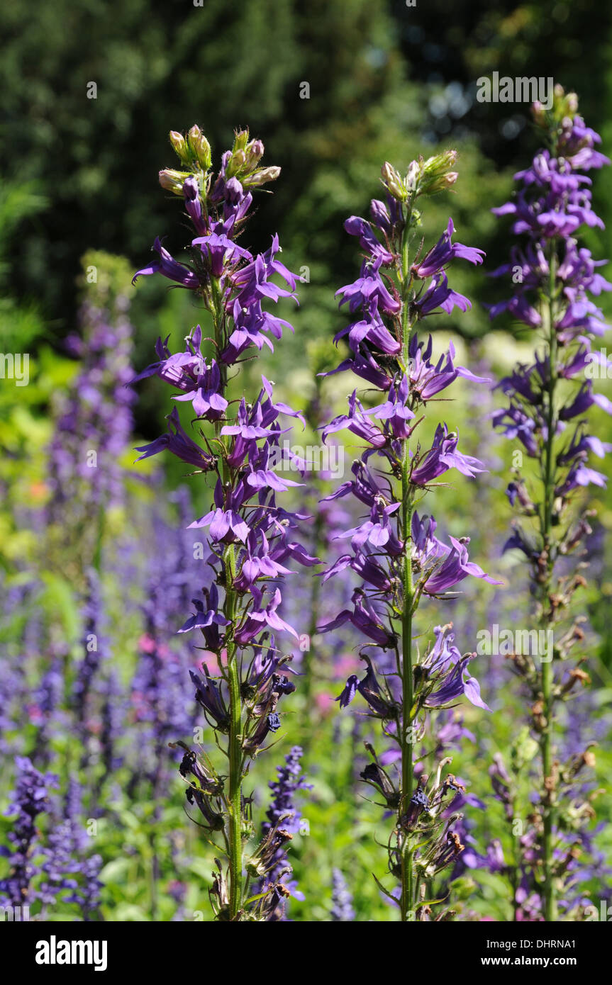 Lobelias hi-res stock photography and images - Alamy