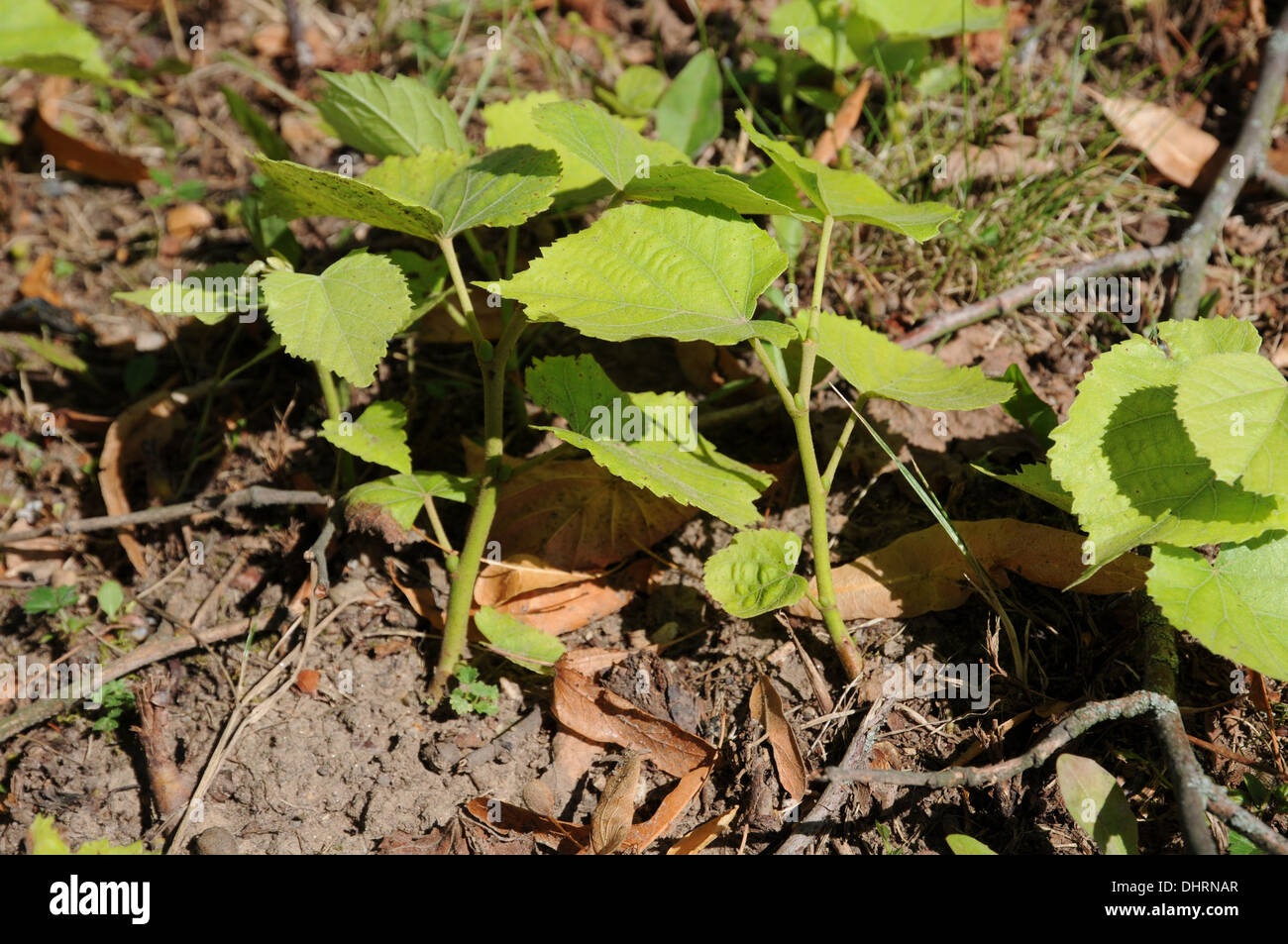Linden tree seedling hi-res stock photography and images - Alamy
