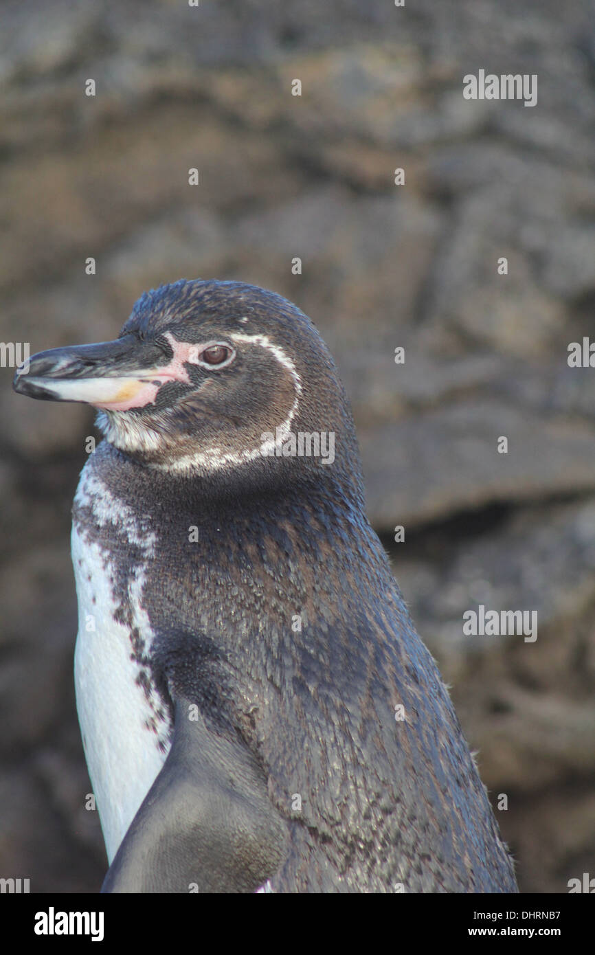 Rare black penguin hi-res stock photography and images - Alamy