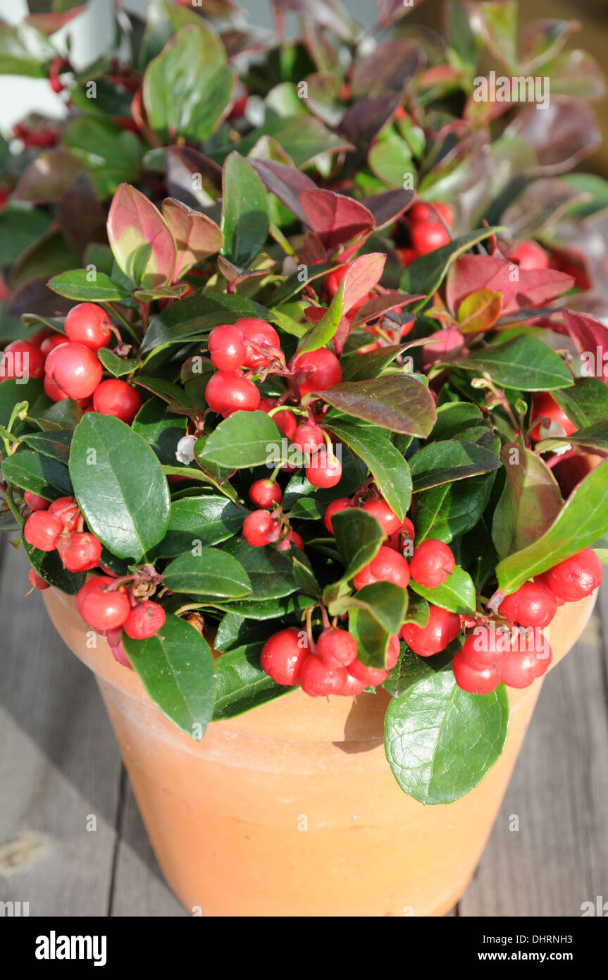 Eastern teaberry hi-res stock photography and images - Alamy