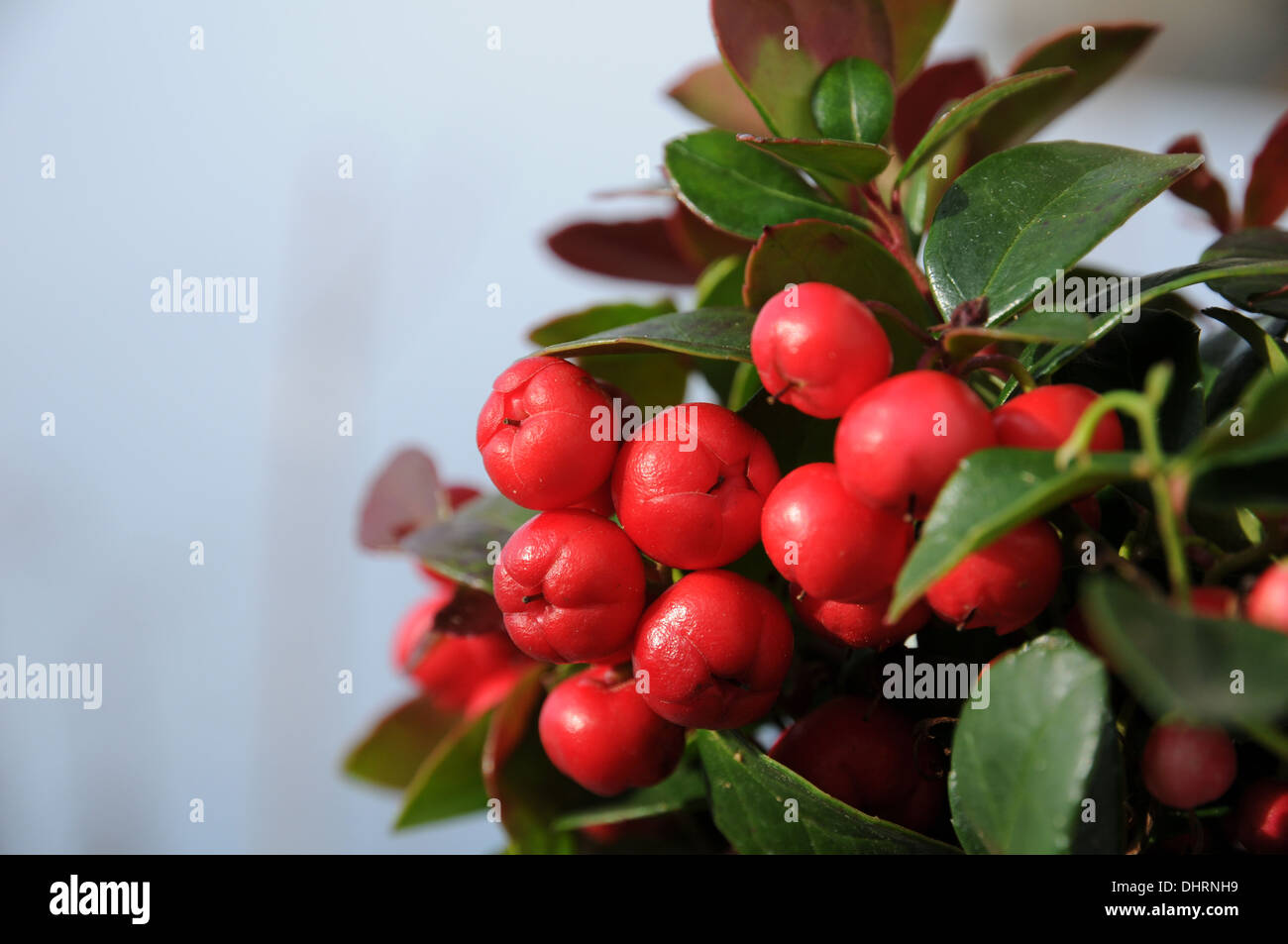 Eastern teaberry hi-res stock photography and images - Alamy