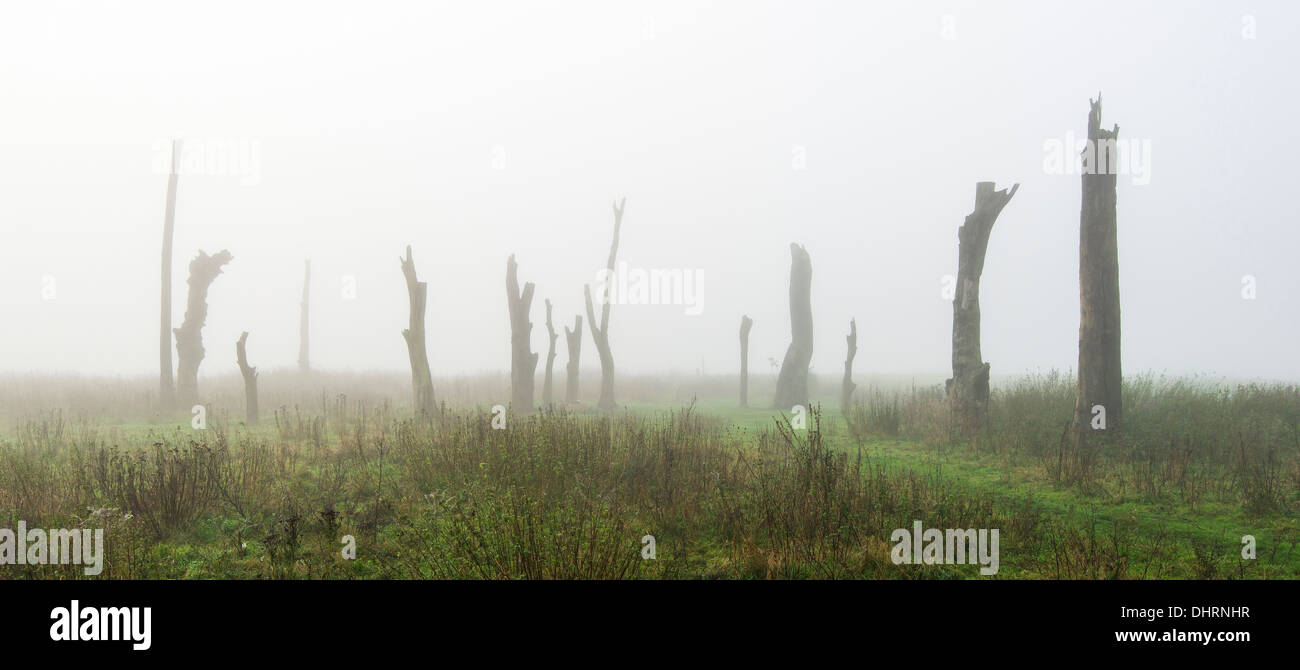 Dead trees in mist Stock Photo - Alamy