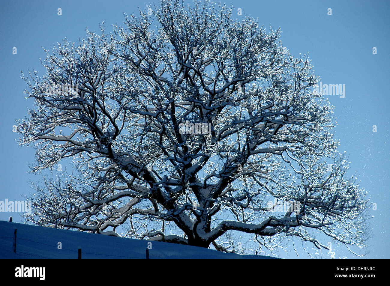 Maple Trees In Winter