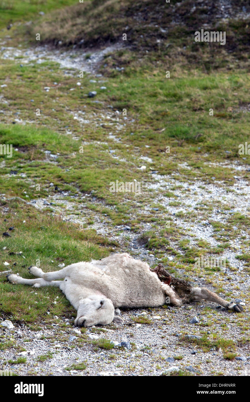Sheep Killing High Resolution Stock Photography and Images - Alamy