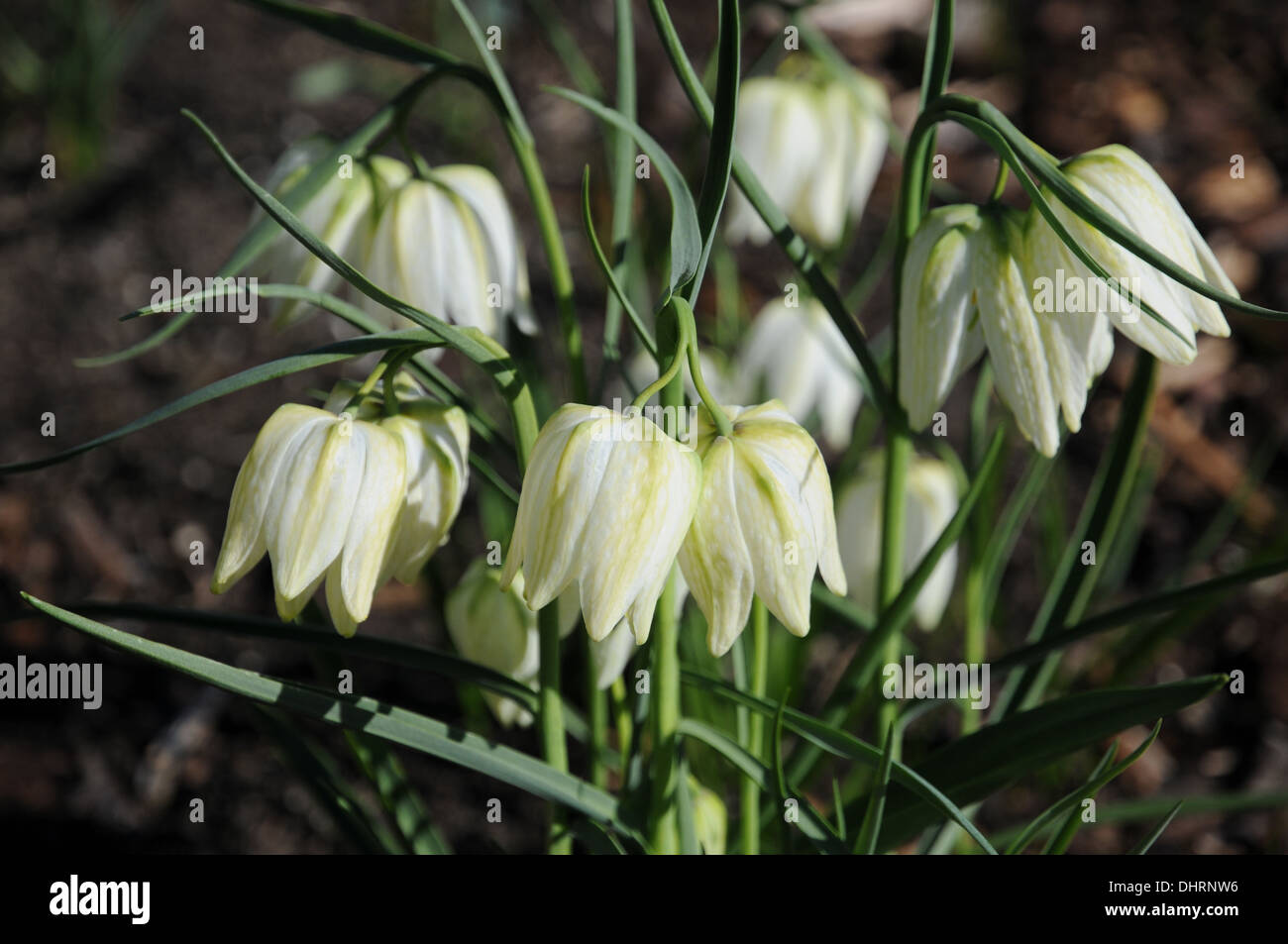 Fritillaria meleagri hi-res stock photography and images - Alamy