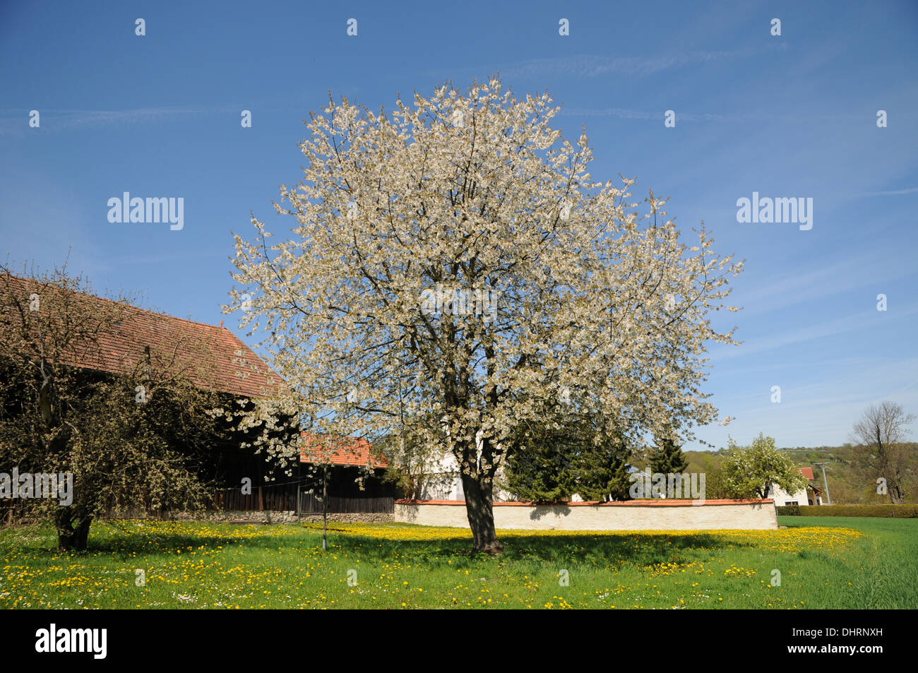 Sweet cherry tree Stock Photo - Alamy