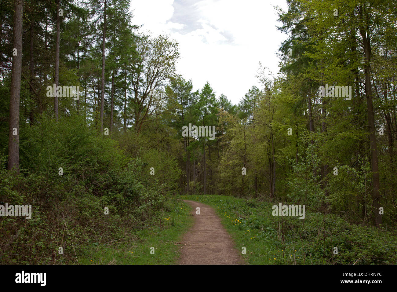 Woodland Pathway Leading To The Light High Resolution Stock Photography ...