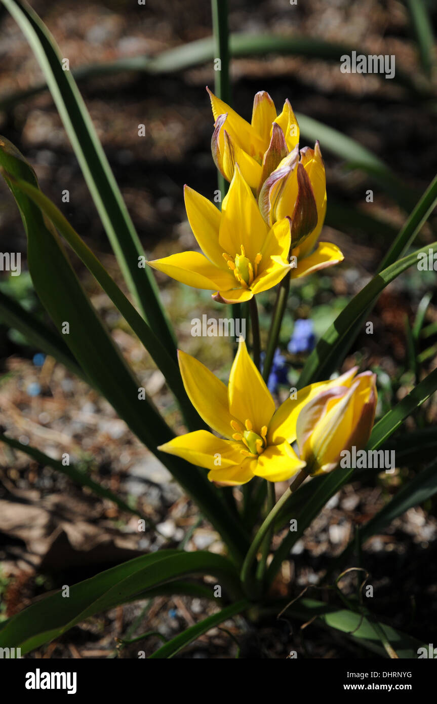 Tuli flower hi-res stock photography and images - Alamy