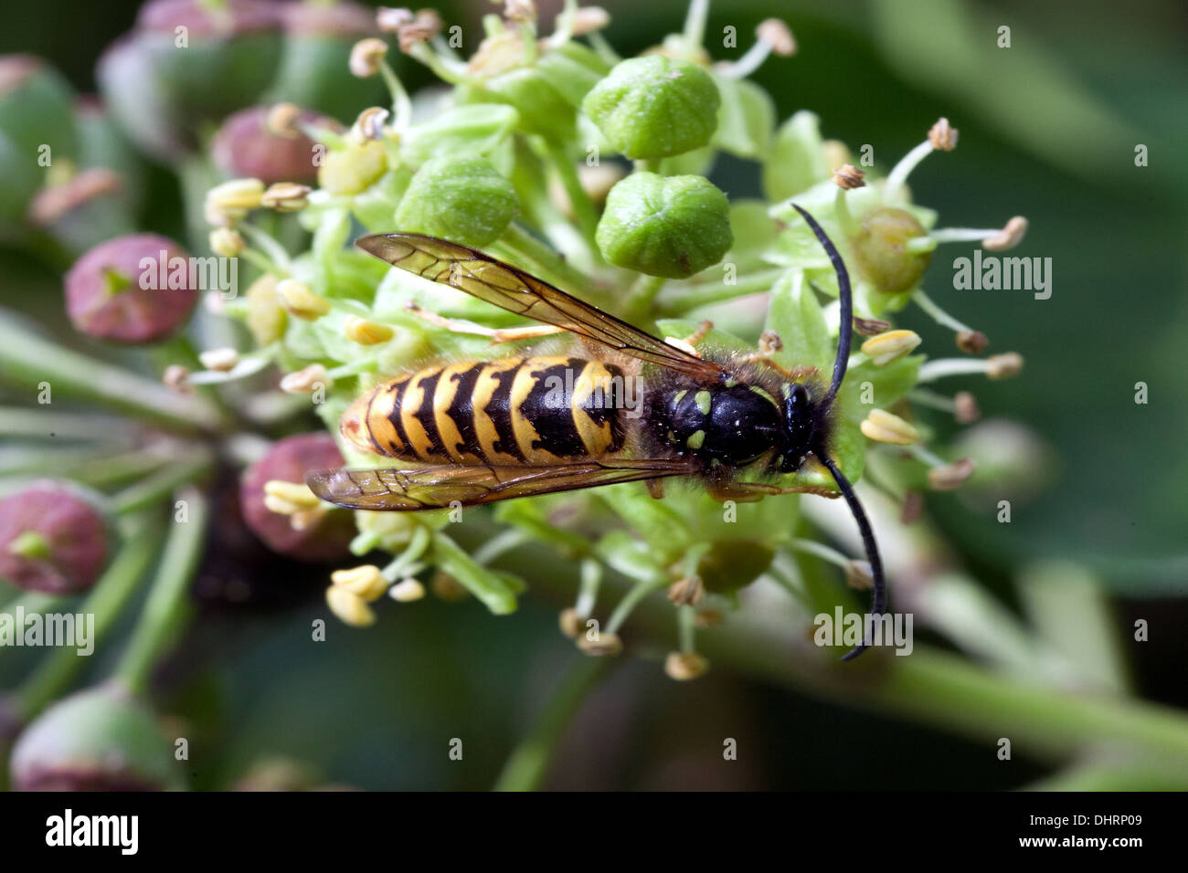 Wasp uk hi-res stock photography and images - Alamy