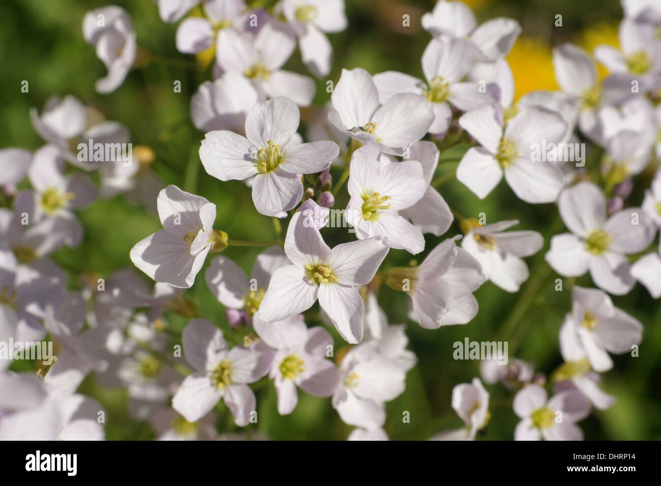 Meadow ladies smock hi-res stock photography and images - Alamy