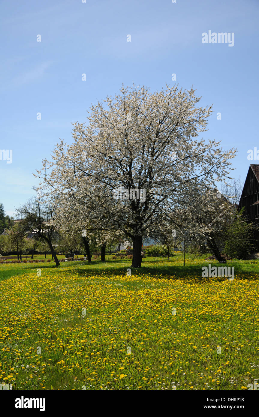 Sweet cherry tree Stock Photo - Alamy