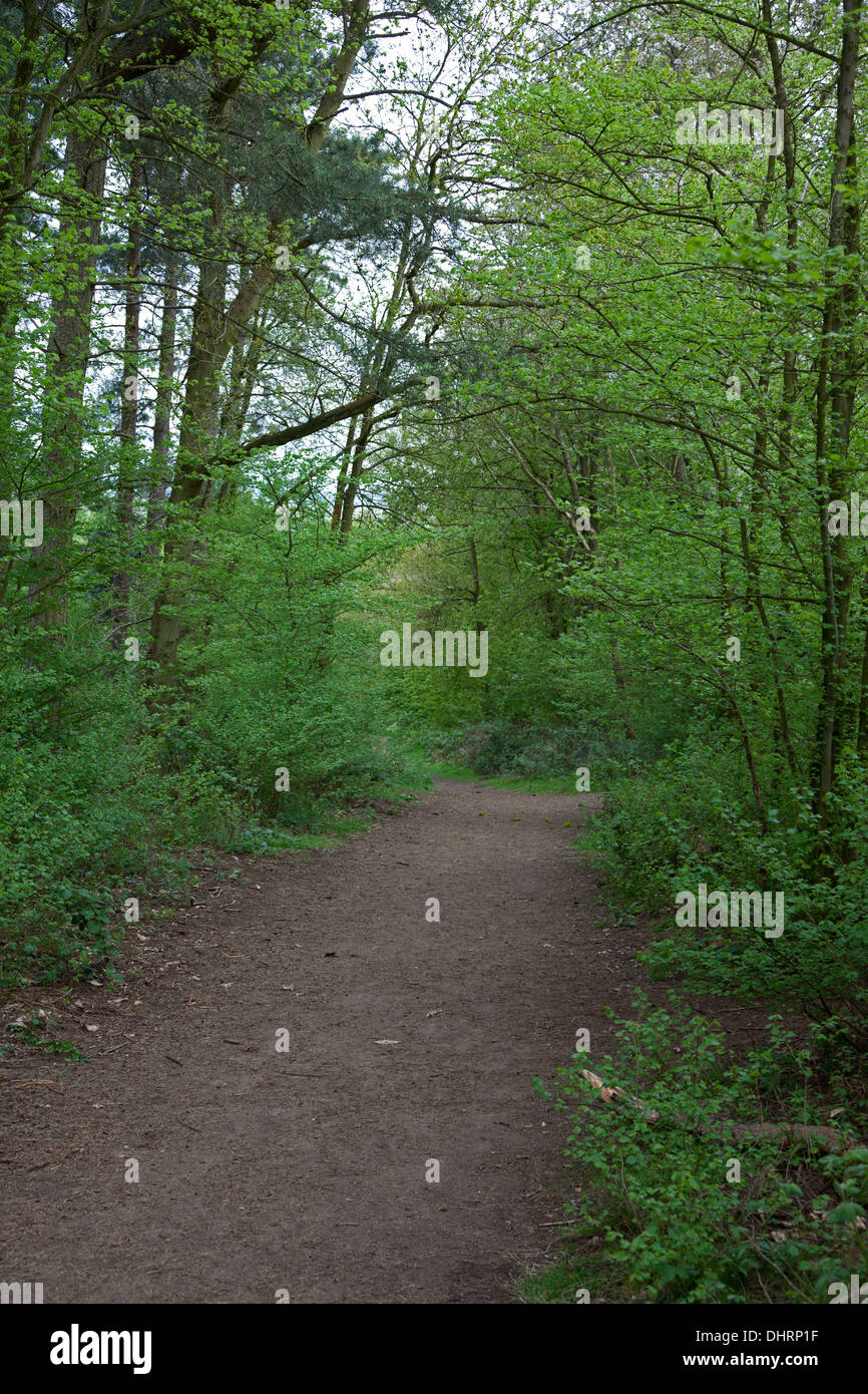 Woodland pathway leading to the light hi-res stock photography and images - Alamy