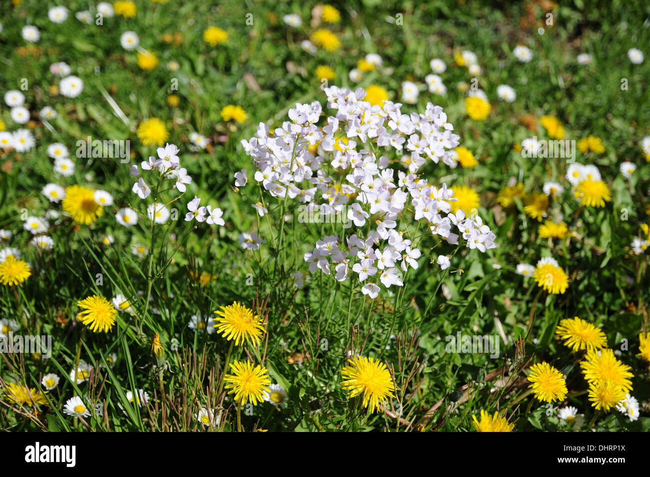 Meadow ladies smock hi-res stock photography and images - Alamy